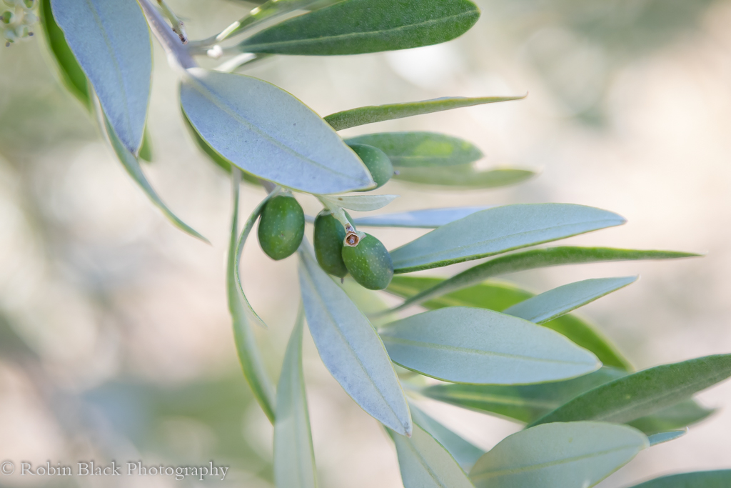 Meet the Russells of Rabbit Ridge Winery – wine-stained lens